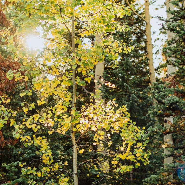 Fall Foliage Trails in Aurora | Visit Aurora