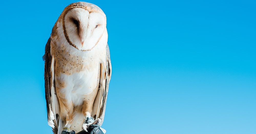 Best Areas for Viewing Wildlife | Visit Aurora