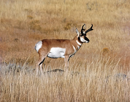 Prehistoric Pronghorn | Visit Aurora